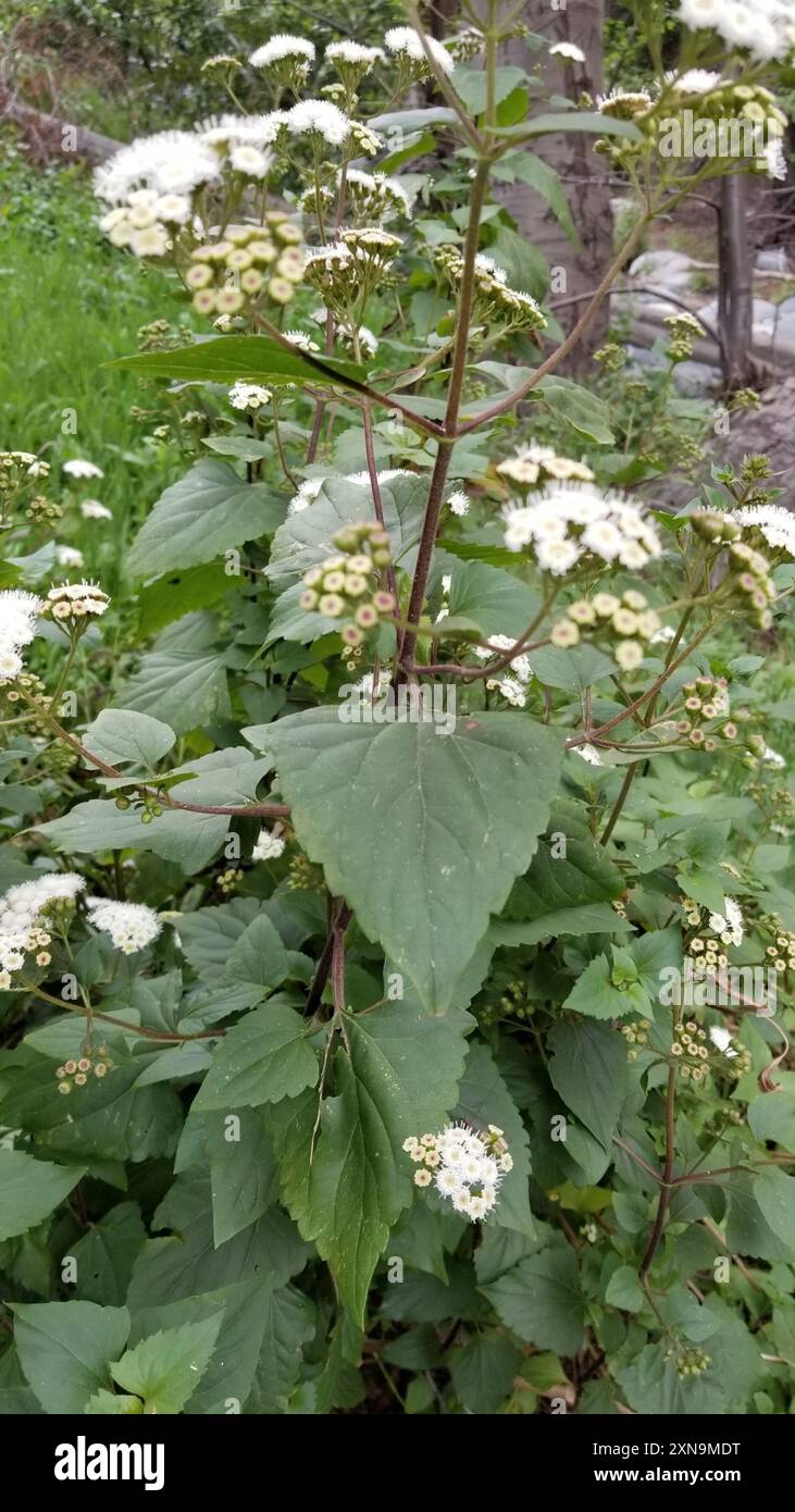 Crofton Weed (Ageratina adenophora) Plantae Stock Photo - Alamy