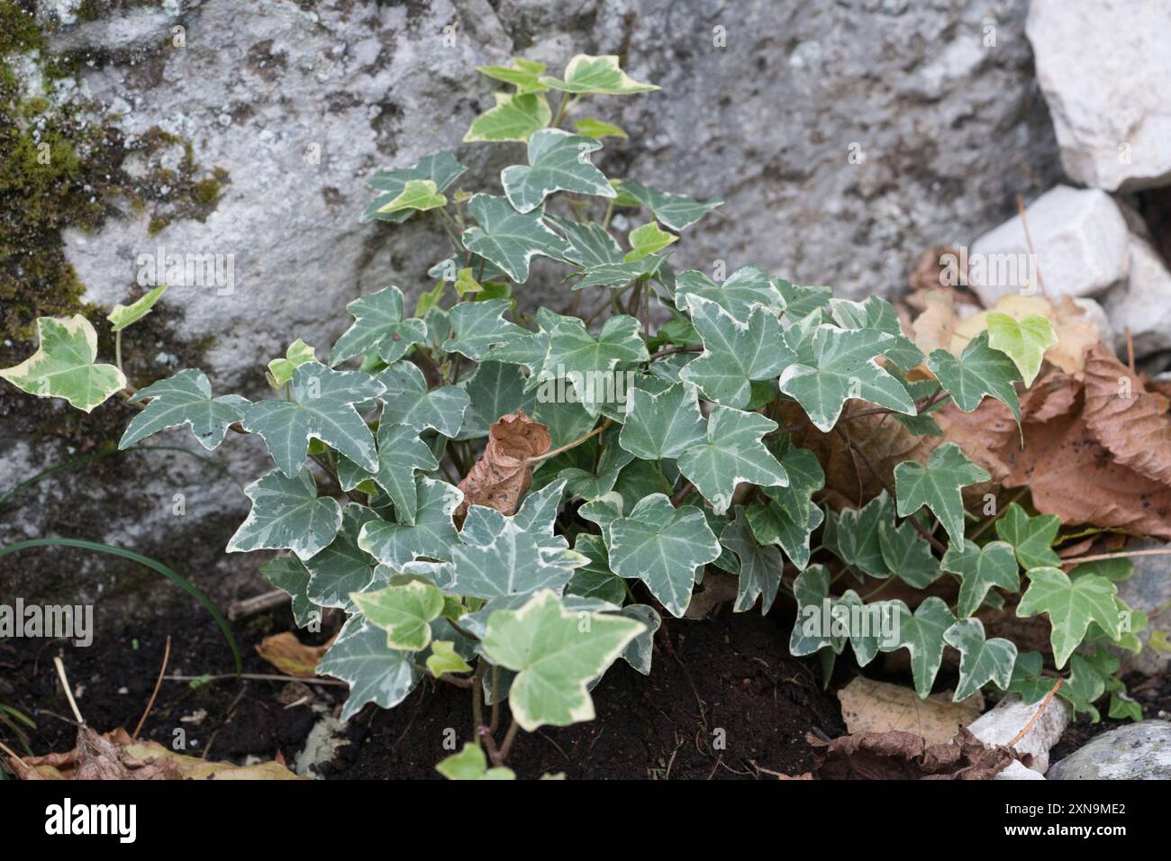 common ivy (Hedera helix) Plantae Stock Photo - Alamy