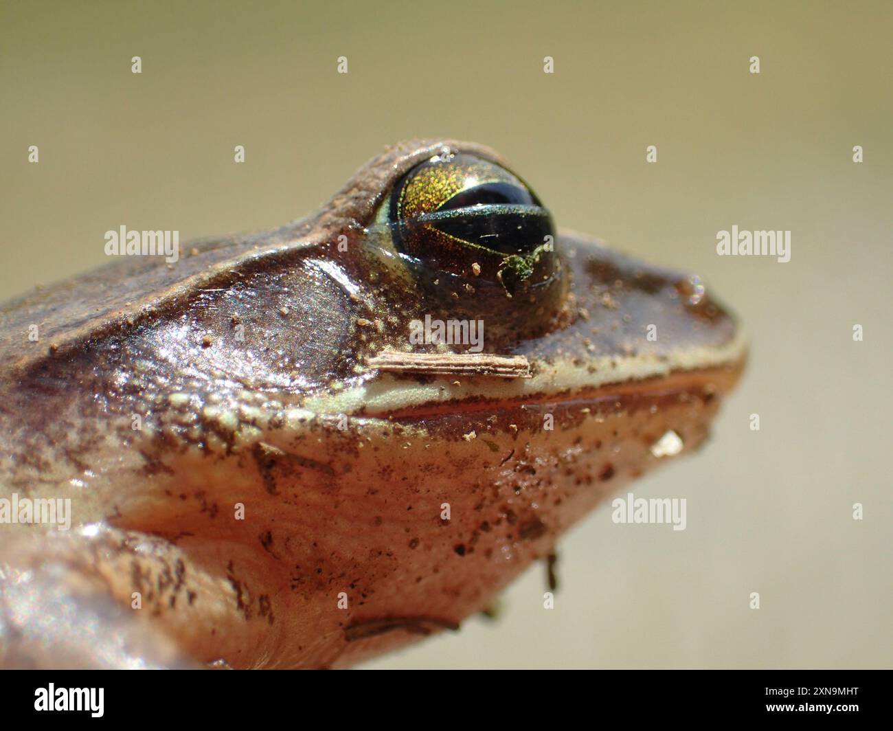 Spot-legged Tree Frog (Polypedates megacephalus) Amphibia Stock Photo ...