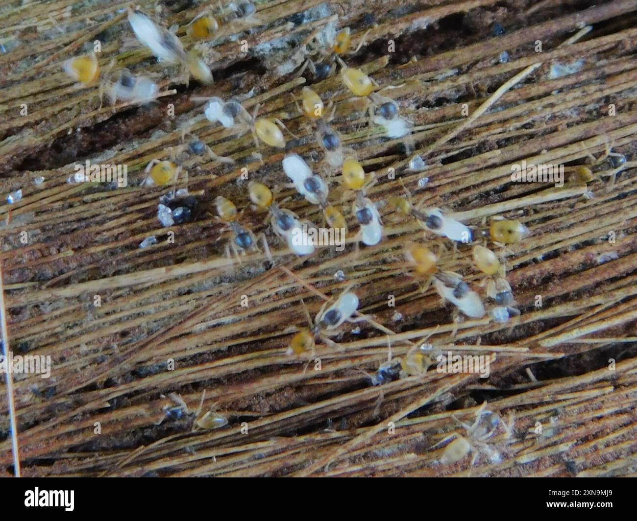Ghost Ant (Tapinoma melanocephalum) Insecta Stock Photo - Alamy