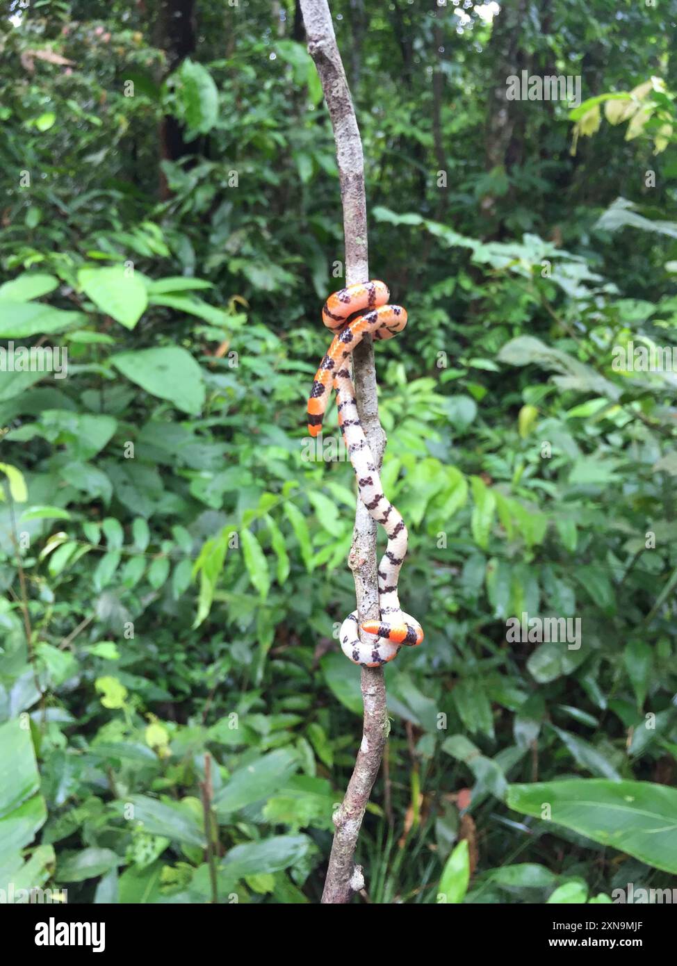 False coral snake anilius scytale hi-res stock photography and images ...