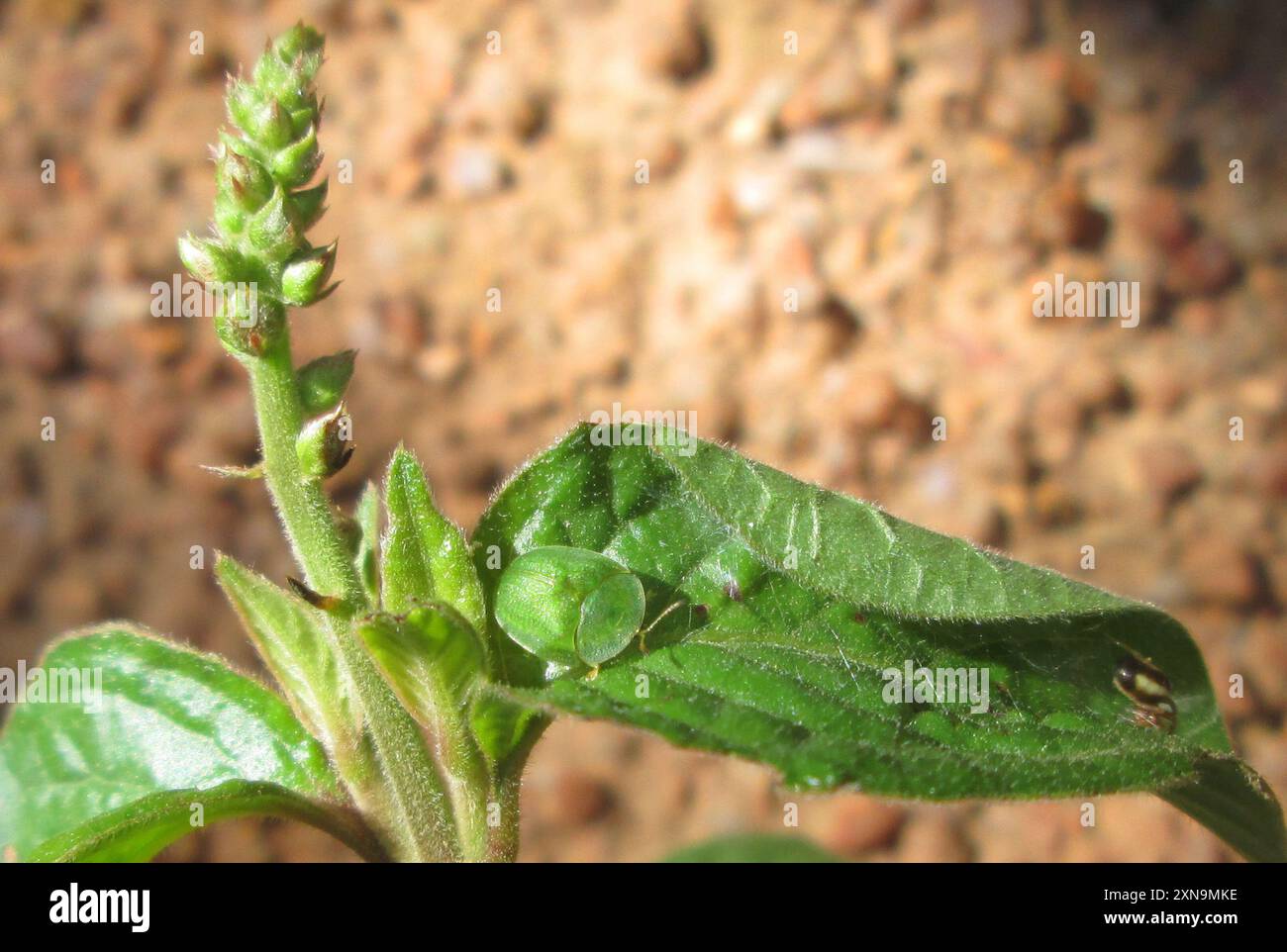 forest burr (Pupalia lappacea) Plantae Stock Photo - Alamy