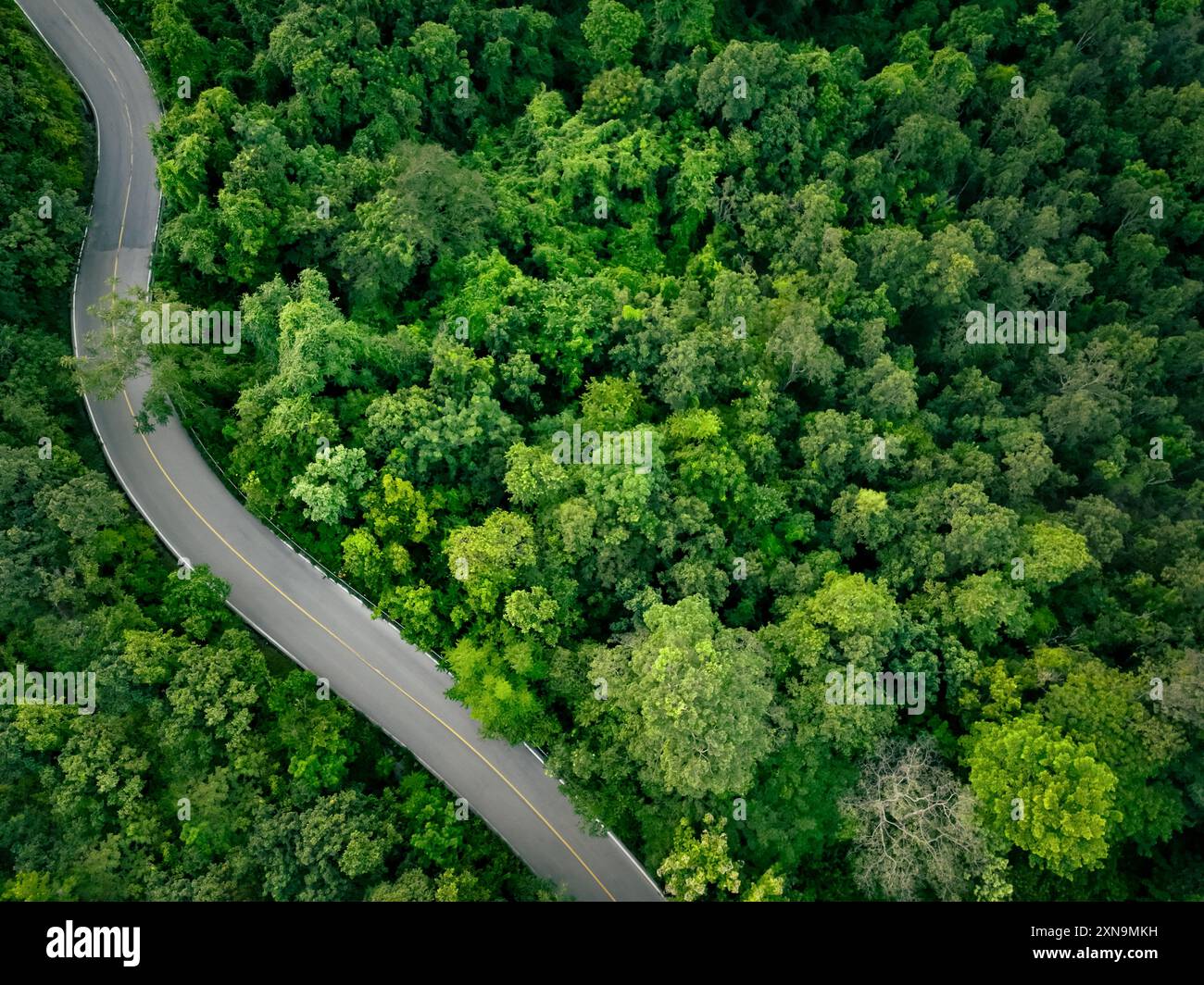 Aerial view of dense green trees in forest capture CO2 and curve ...