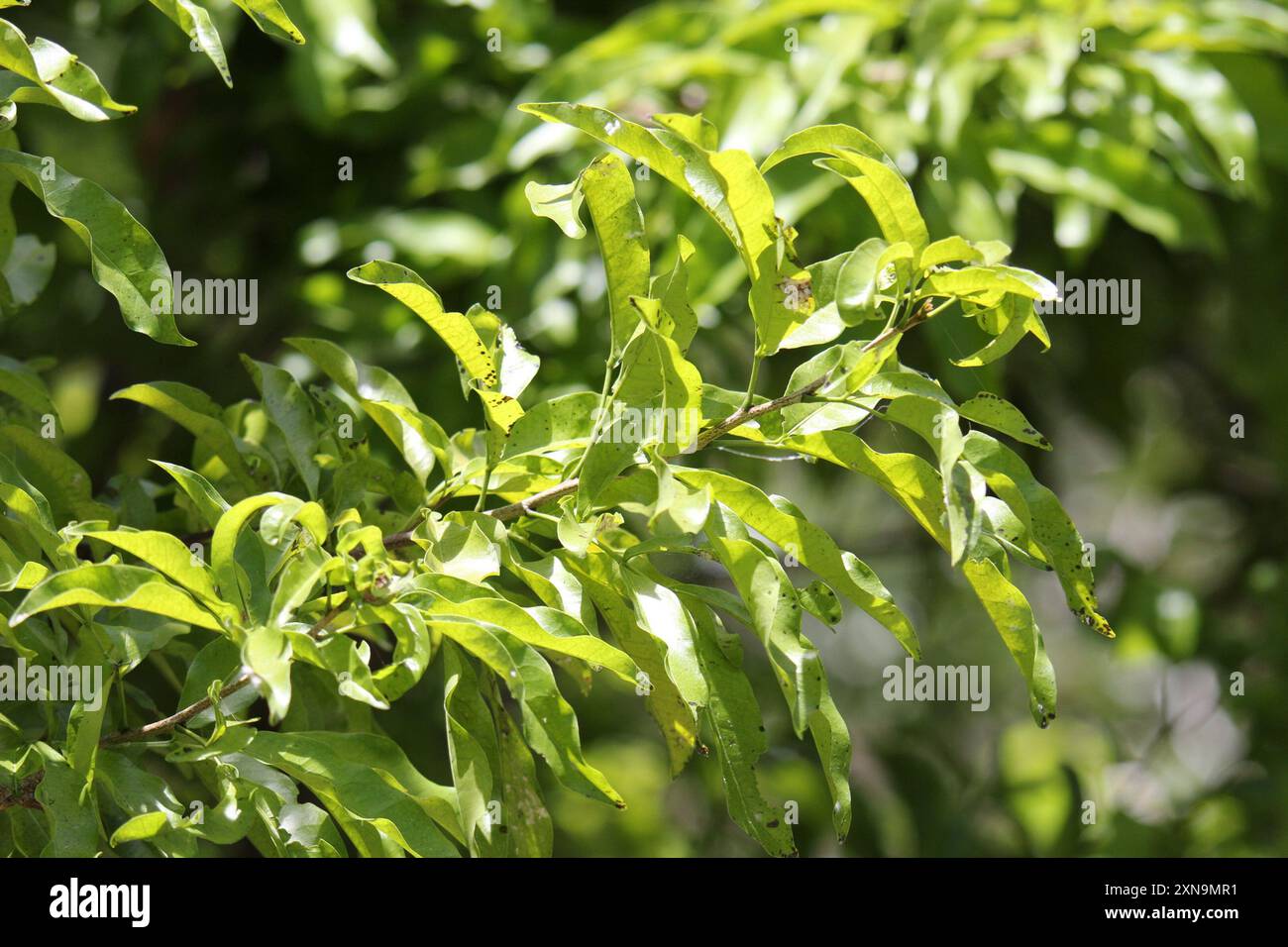 Exothea paniculata hi-res stock photography and images - Alamy