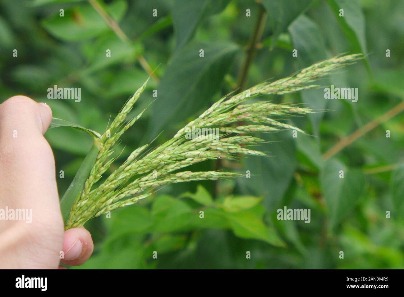 Johnson grass (Sorghum halepense) Plantae Stock Photo - Alamy
