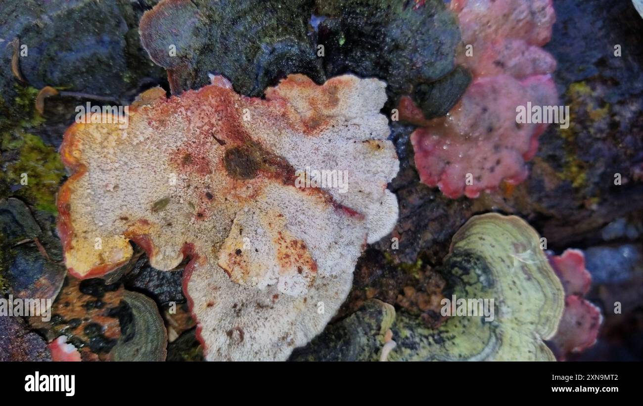 Coral pink merulius hi-res stock photography and images - Alamy