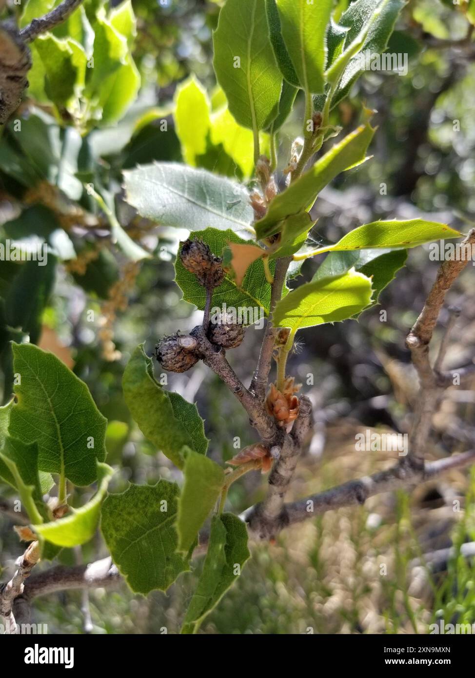 interior live oak (Quercus wislizeni) Plantae Stock Photo - Alamy