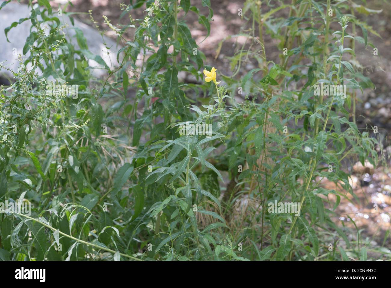 tall evening primrose (Oenothera elata) Plantae Stock Photo - Alamy