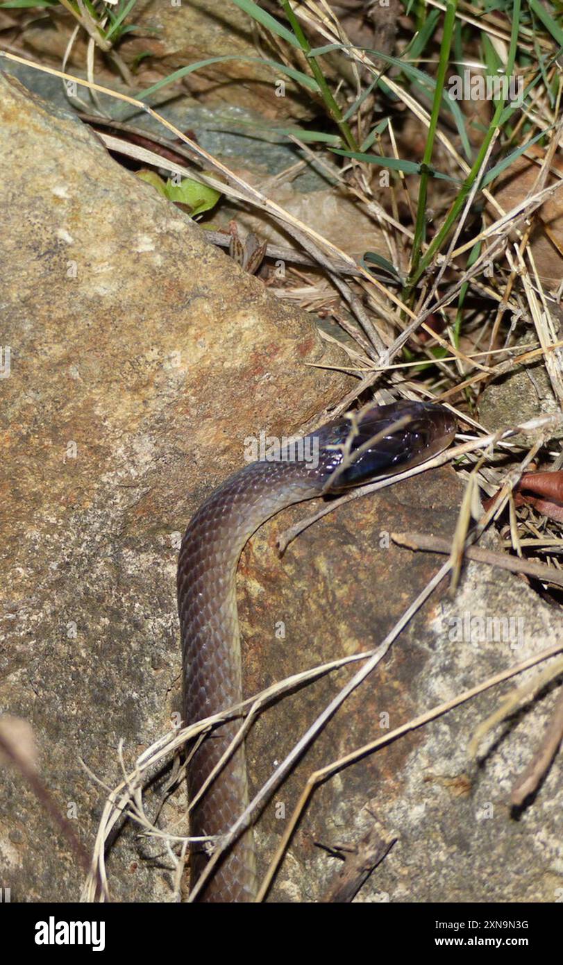 Red-lipped Snake (Crotaphopeltis hotamboeia) Reptilia Stock Photo - Alamy
