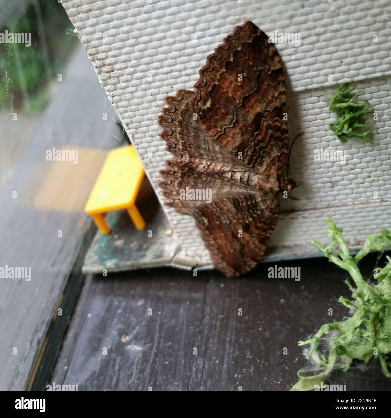 Tissue Moth (Triphosa haesitata) Insecta Stock Photo - Alamy