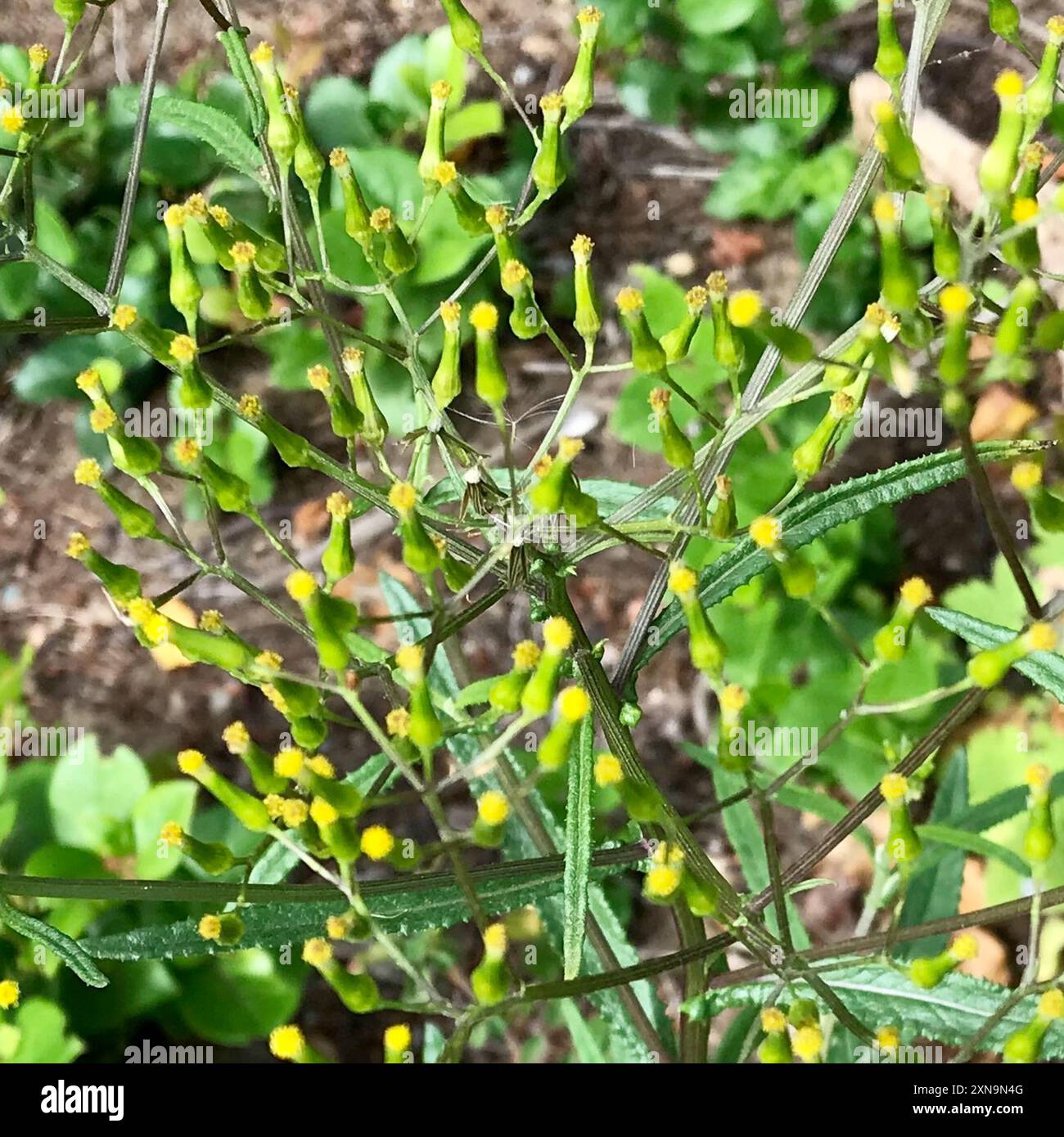 coastal burnweed (Senecio minimus) Plantae Stock Photo - Alamy