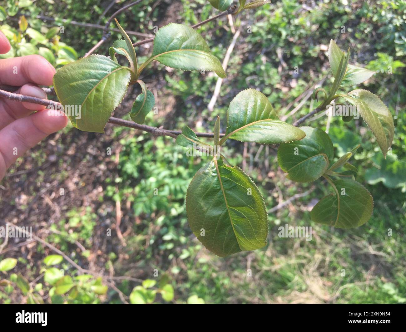 nannyberry (Viburnum lentago) Plantae Stock Photo - Alamy