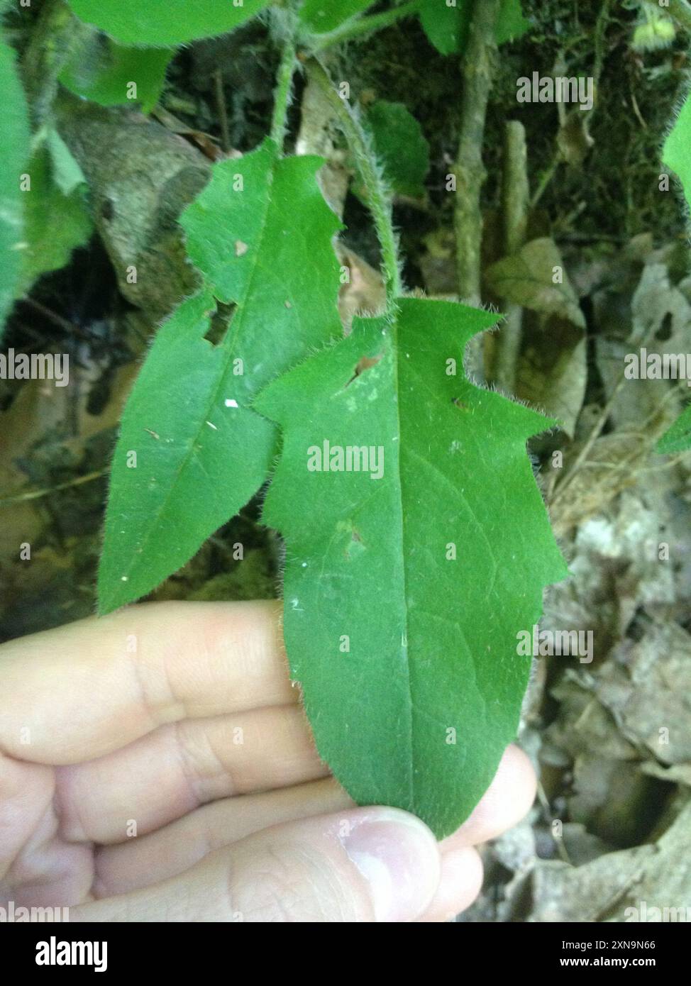 Wall hawkweed (Hieracium murorum) Plantae Stock Photo - Alamy