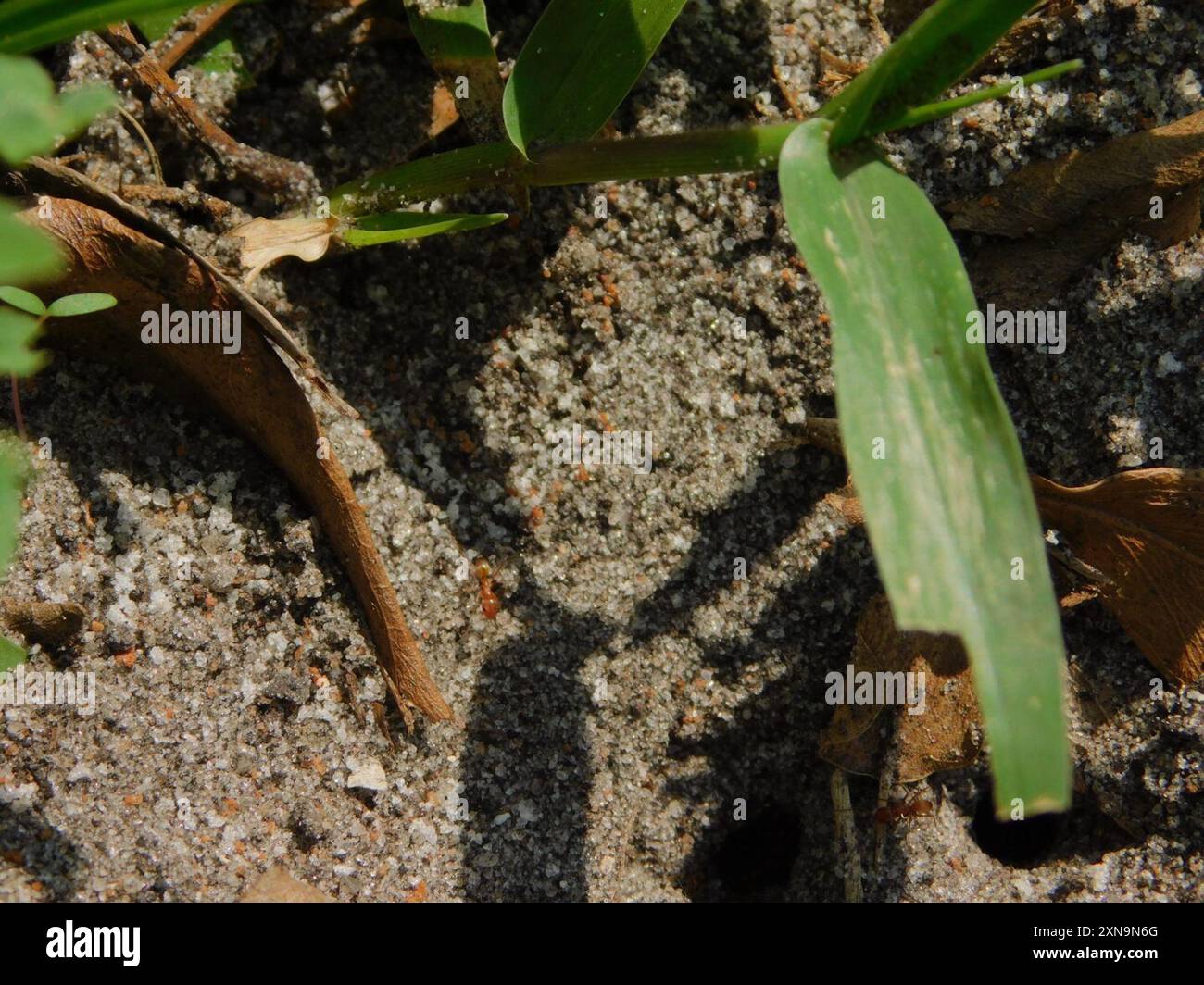 Buren's Pyramid Ant (Dorymyrmex bureni) Insecta Stock Photo - Alamy