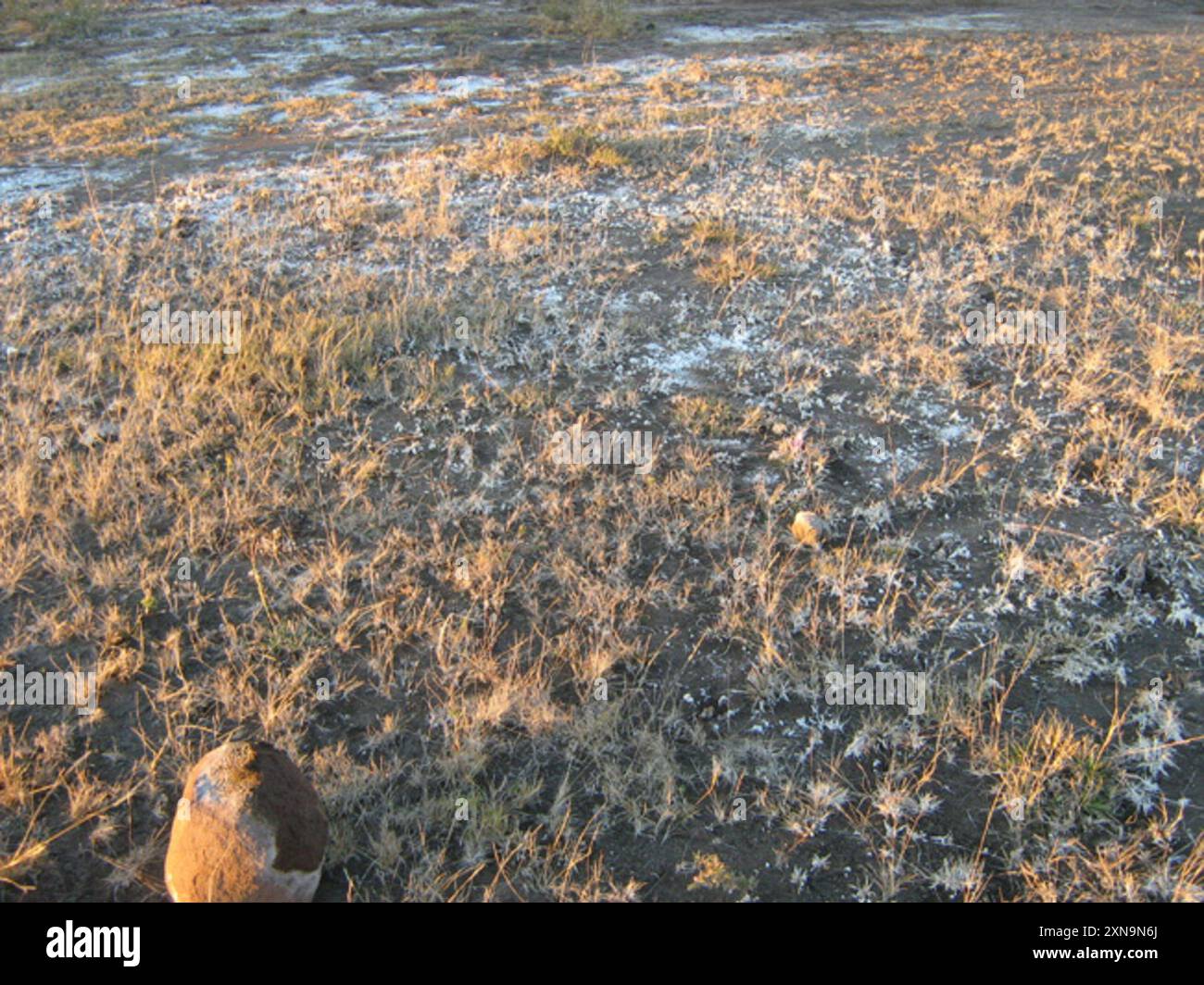 (Sebaea pentandra) Plantae Stock Photo - Alamy