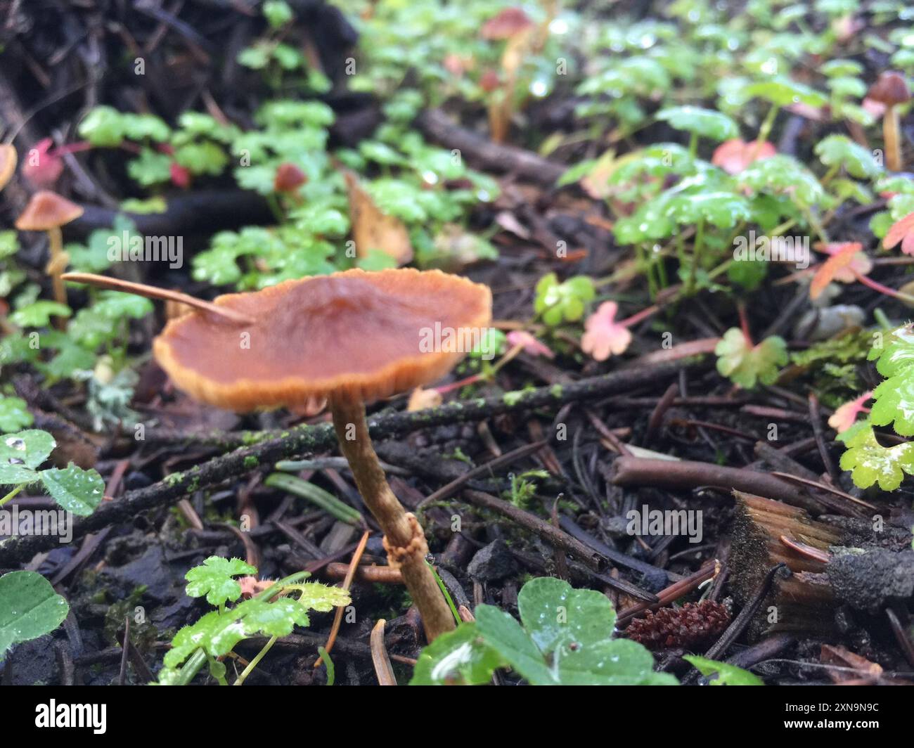 Pholiotina rugosa hi-res stock photography and images - Alamy