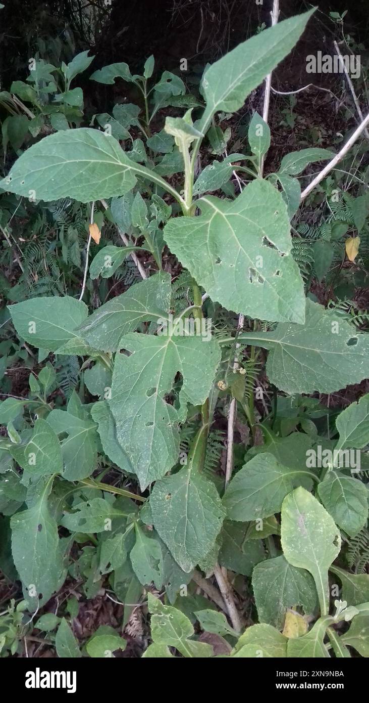 pepper plants (Piper) Plantae Stock Photo - Alamy
