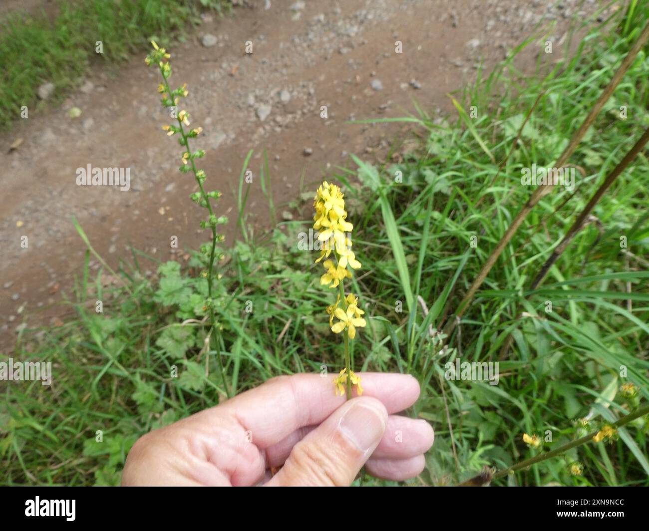 common agrimony (Agrimonia eupatoria) Plantae Stock Photo - Alamy