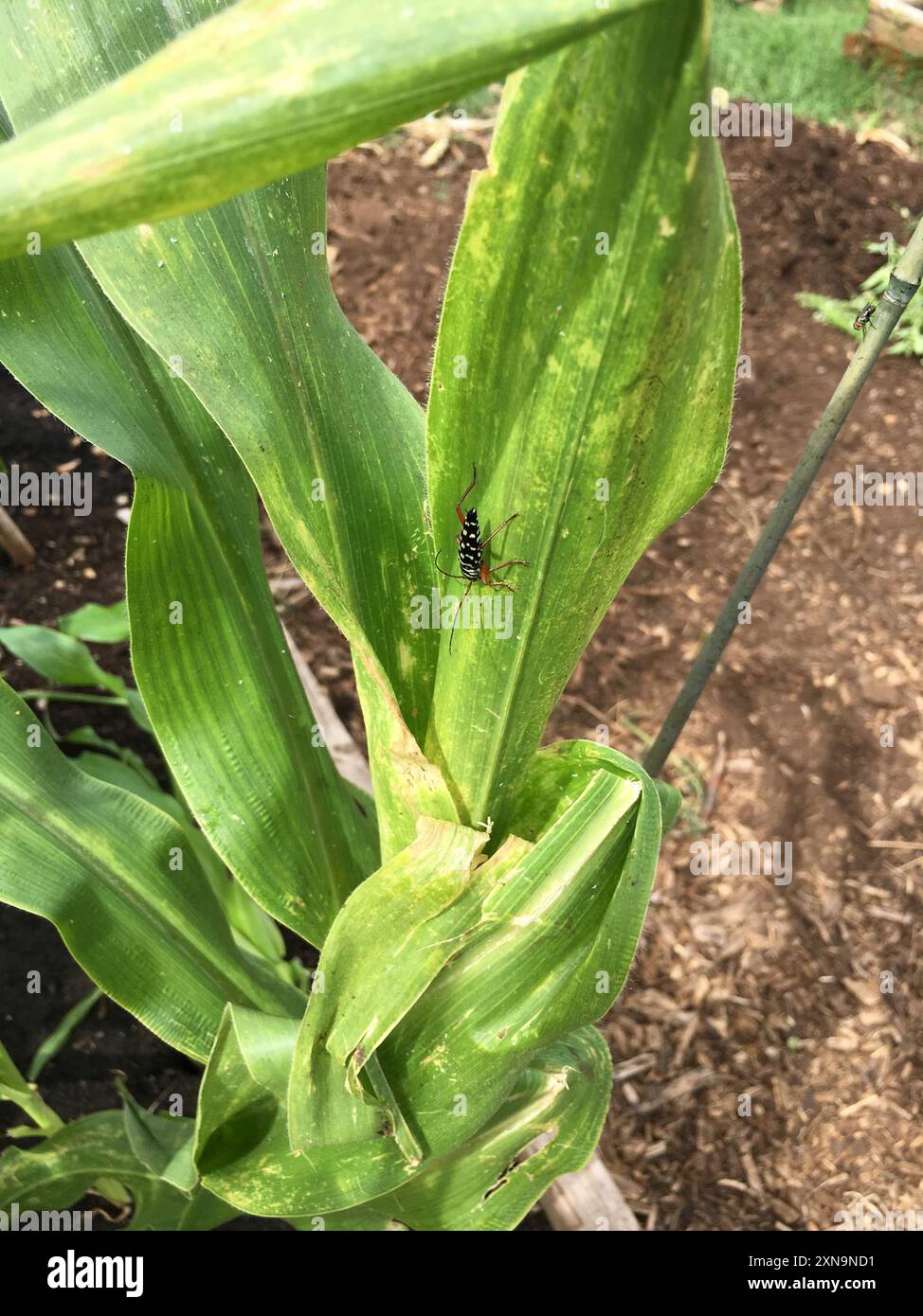 Kiawe Round-headed Borer (Placosternus crinicornis) Insecta Stock Photo ...