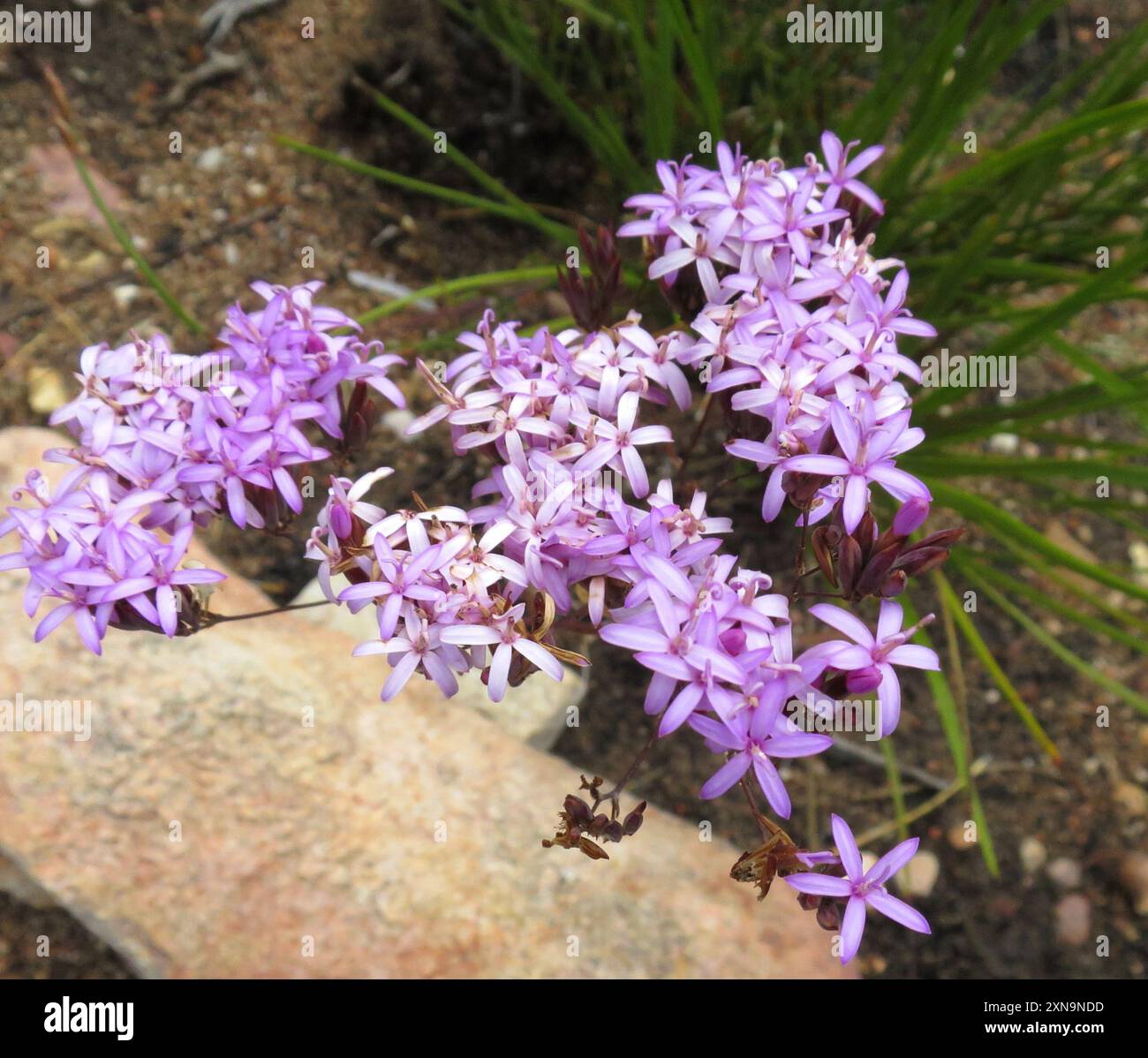 Corymbium hi-res stock photography and images - Alamy