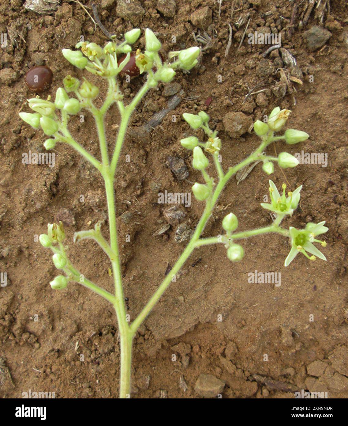 Kirkia (Kirkia acuminata) Plantae Stock Photo - Alamy