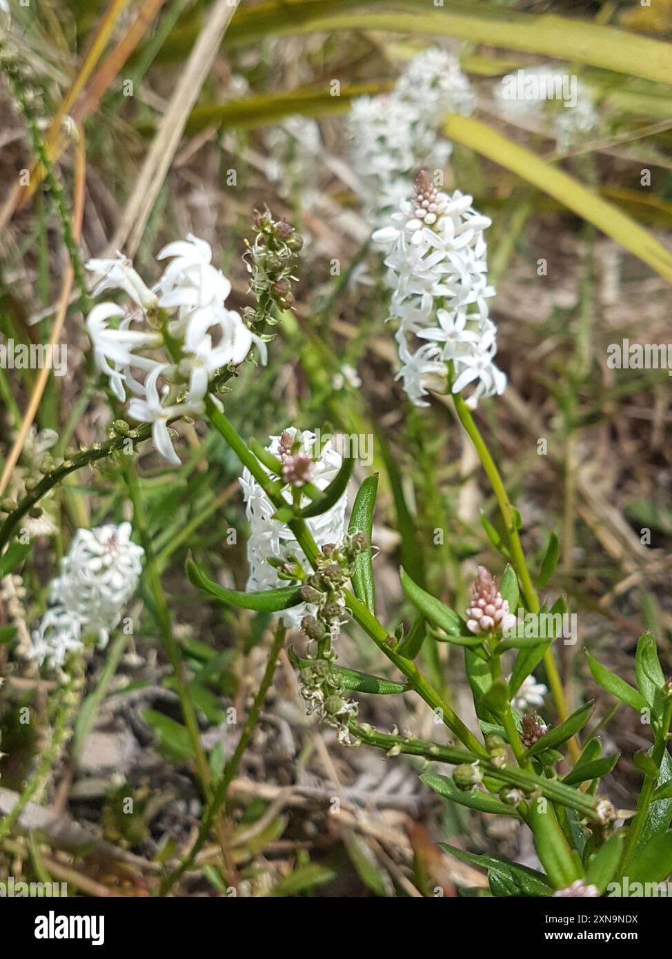 Creamy Candles (Stackhousia monogyna) Plantae Stock Photo - Alamy