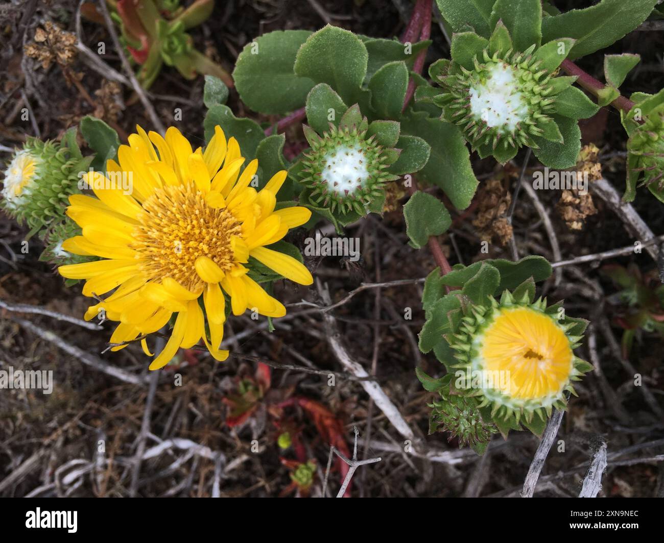Coastal Gum Plant (Grindelia stricta platyphylla) Plantae Stock Photo ...