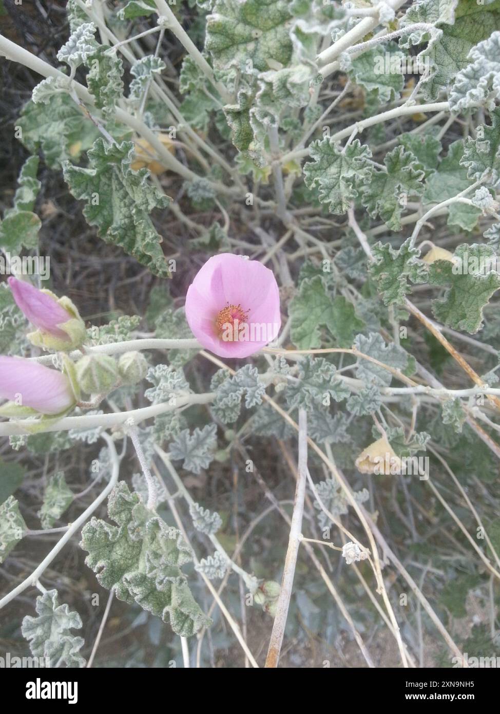Rose Globemallow (Sphaeralcea ambigua rosacea) Plantae Stock Photo - Alamy