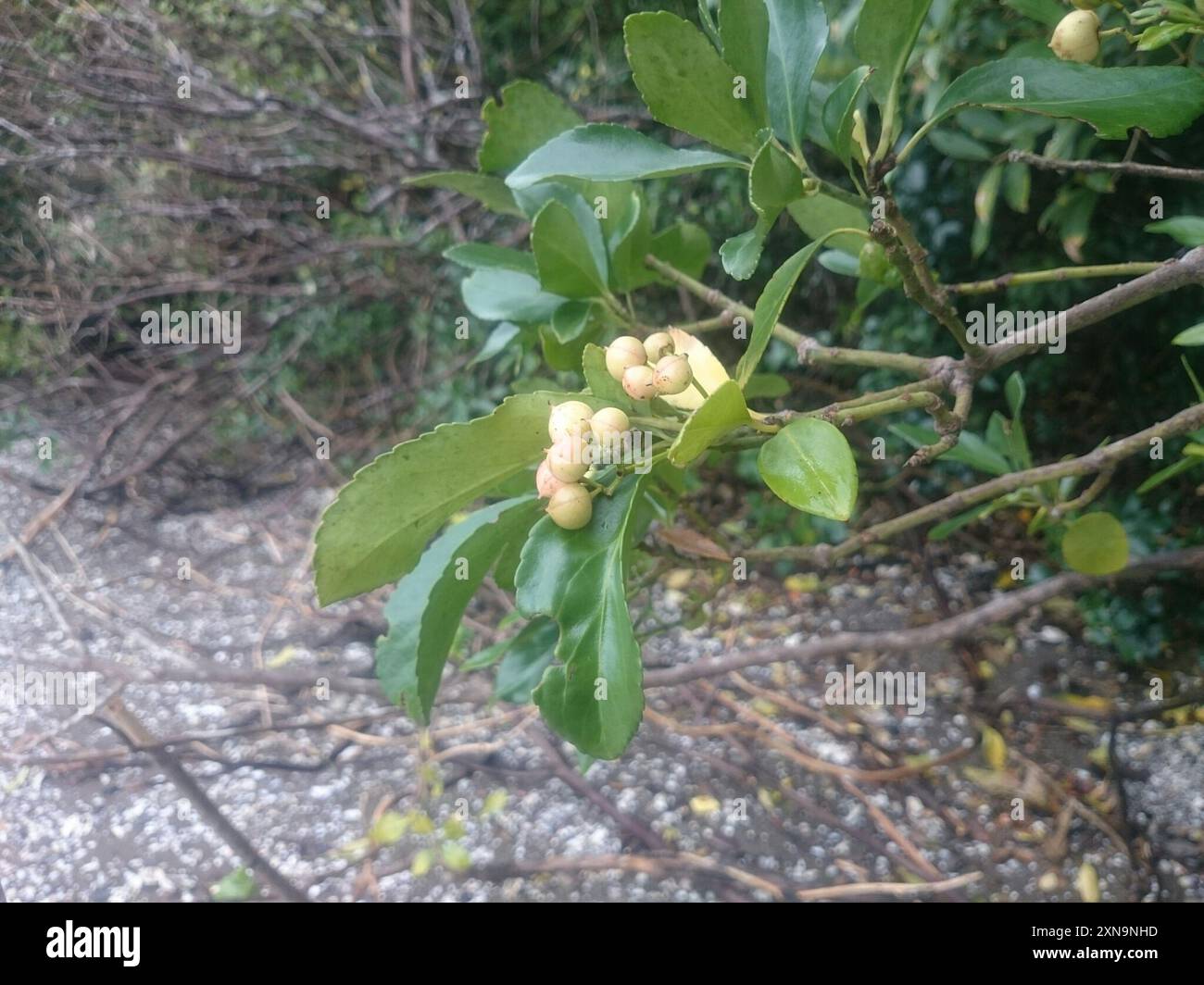 Japanese spindle tree (Euonymus japonicus) Plantae Stock Photo - Alamy