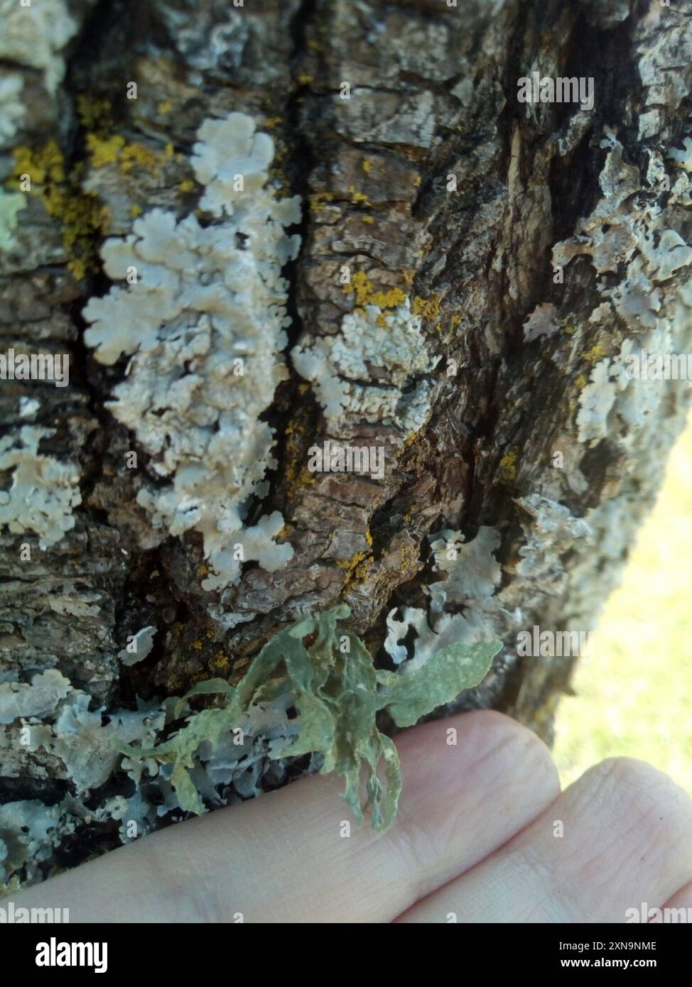 bushy lichens, sea-fog lichens, and allies (Ramalinaceae) Fungi Stock ...