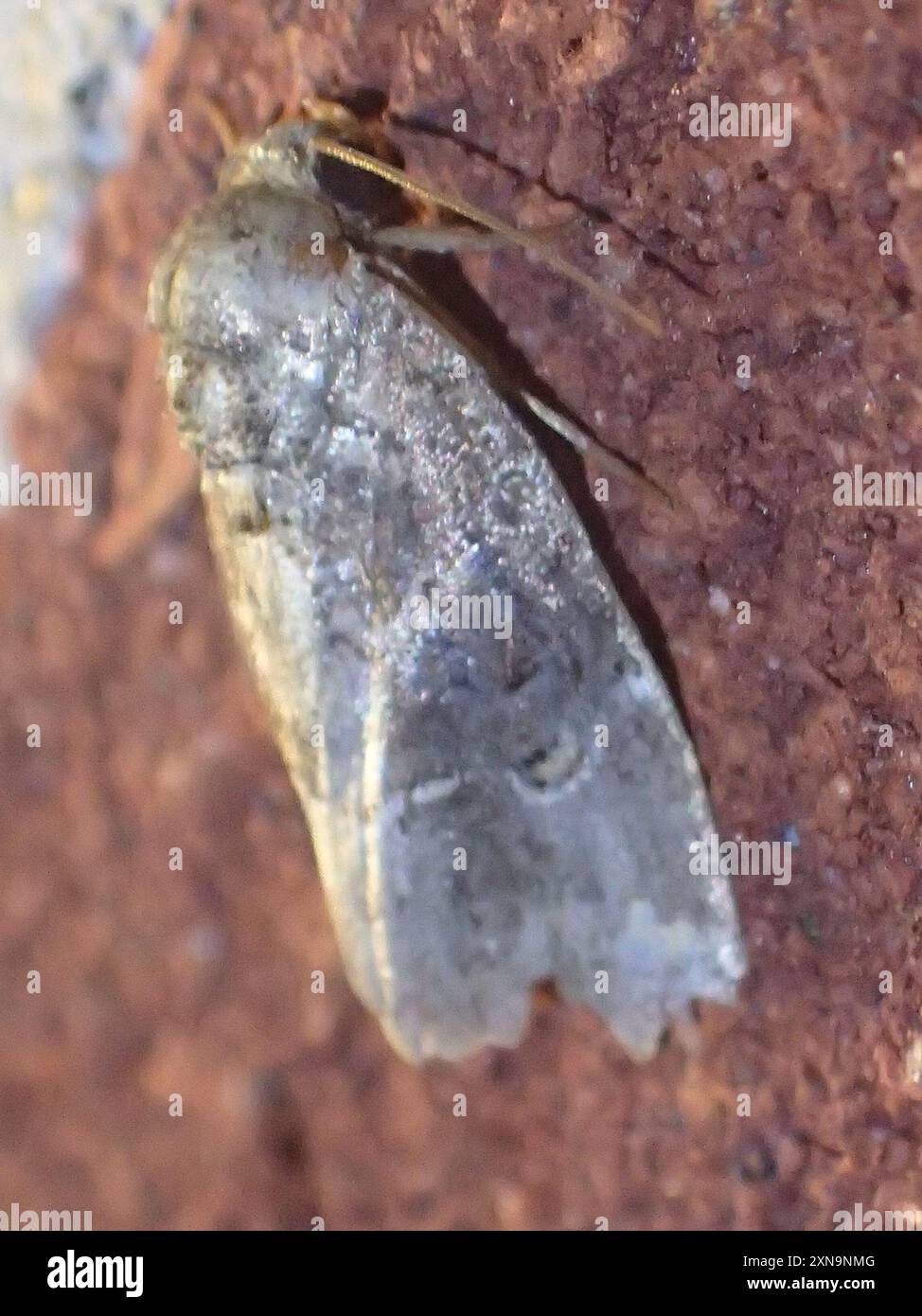 Variegated Midget (Elaphria versicolor) Insecta Stock Photo - Alamy