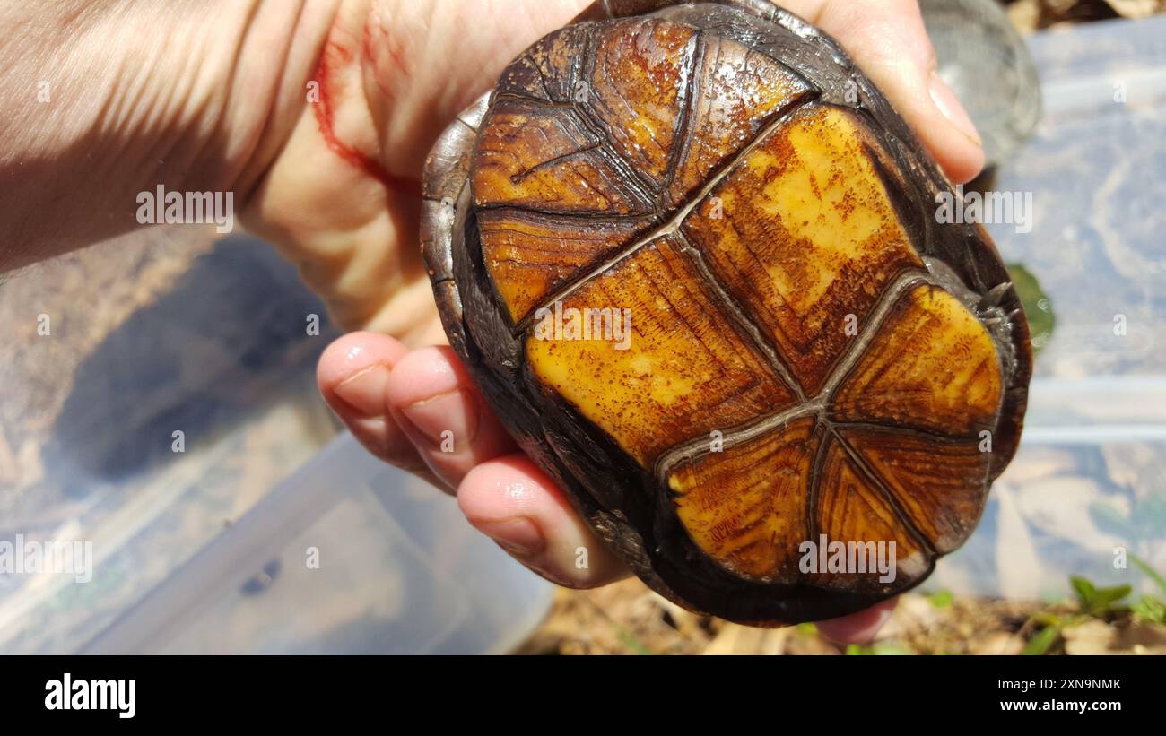 Mississippi Mud Turtle (Kinosternon subrubrum hippocrepis) Reptilia ...