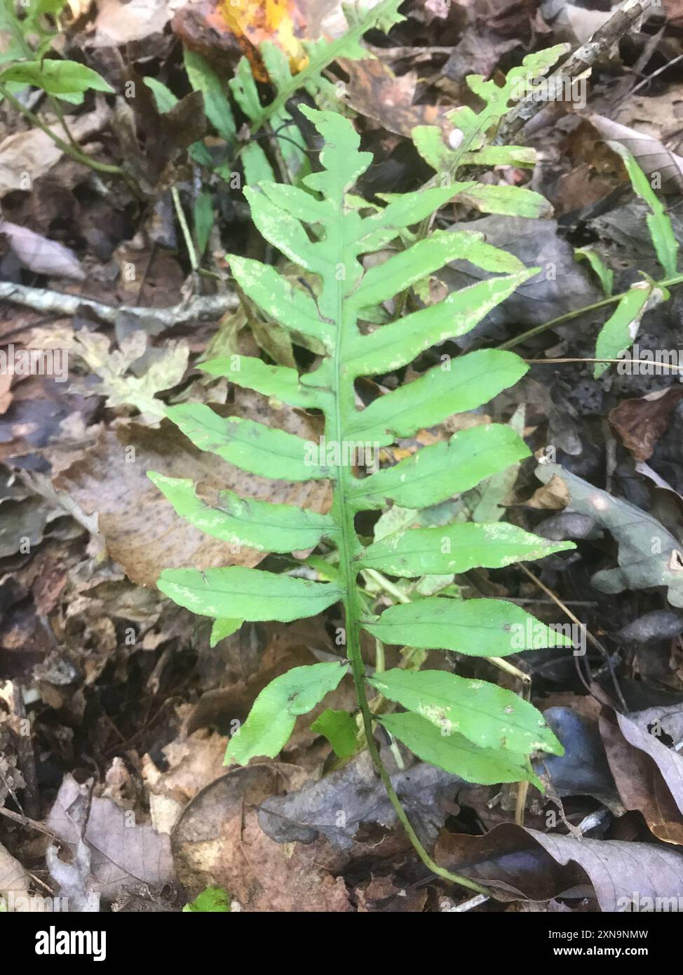 Woodwardia areolata hi-res stock photography and images - Alamy