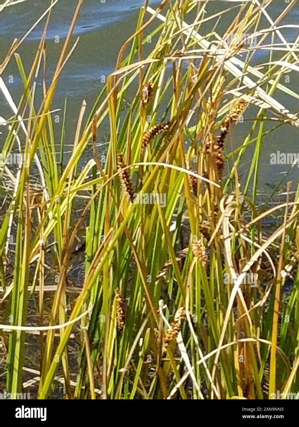 water sedge (Carex aquatilis) Plantae Stock Photo - Alamy