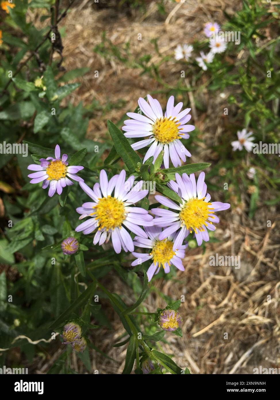 Pacific Aster (Symphyotrichum chilense) Plantae Stock Photo - Alamy