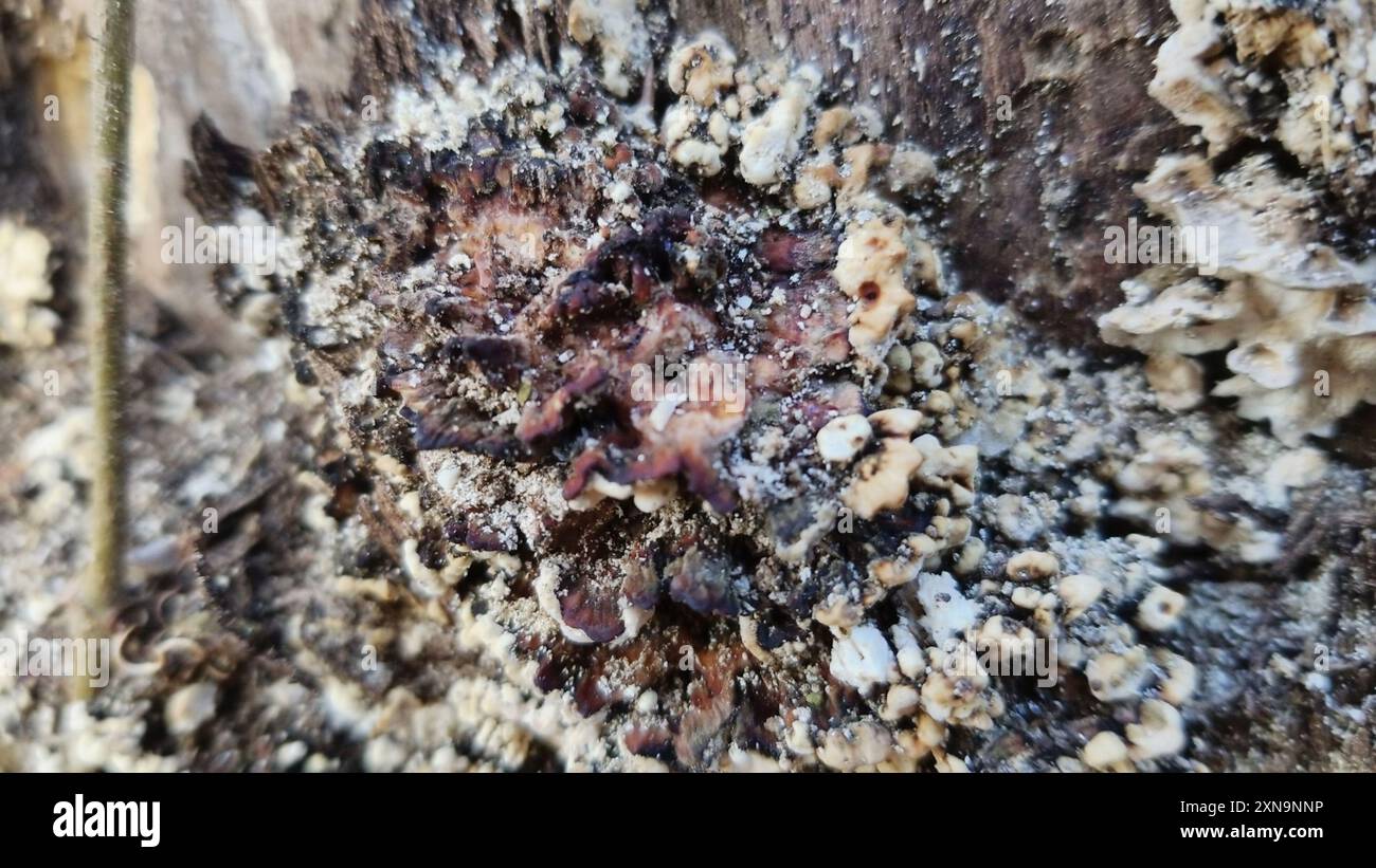 split porecrust (Xylodon paradoxus) Fungi Stock Photo - Alamy