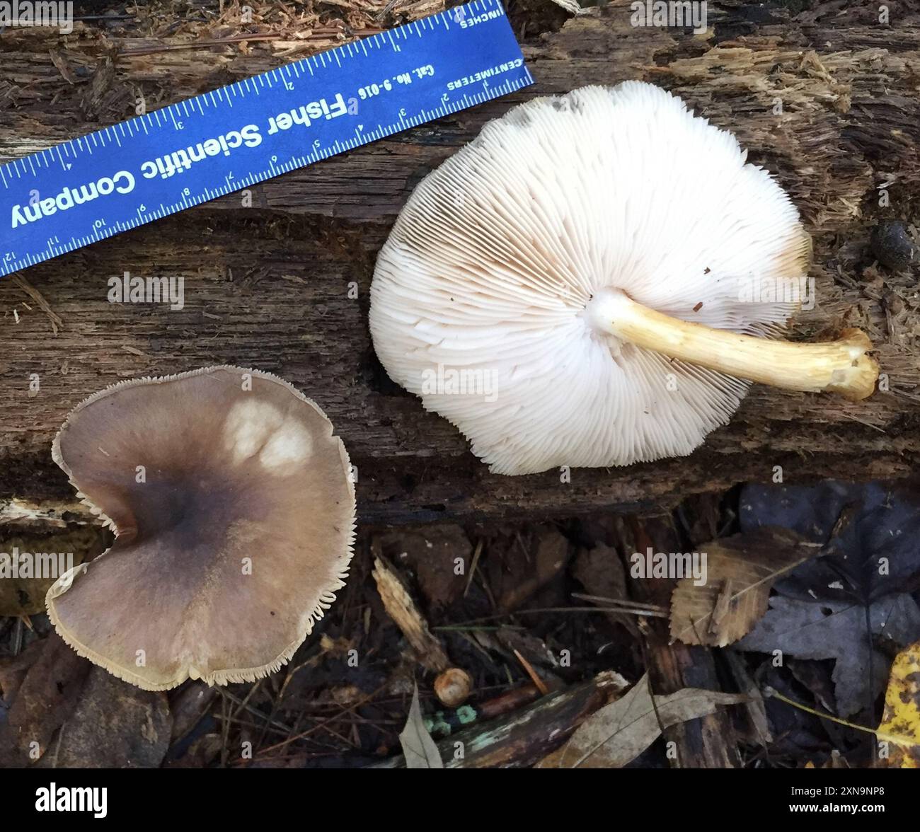 Deer Mushroom (Pluteus cervinus) Fungi Stock Photo - Alamy