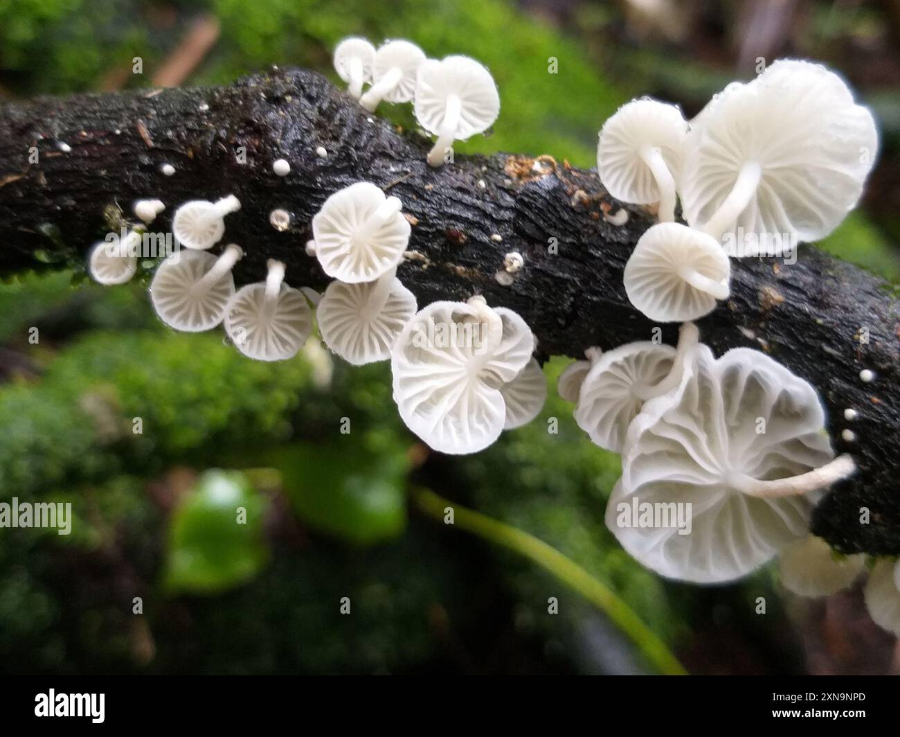Fairy Parachutes (Marasmiellus candidus) Fungi Stock Photo - Alamy