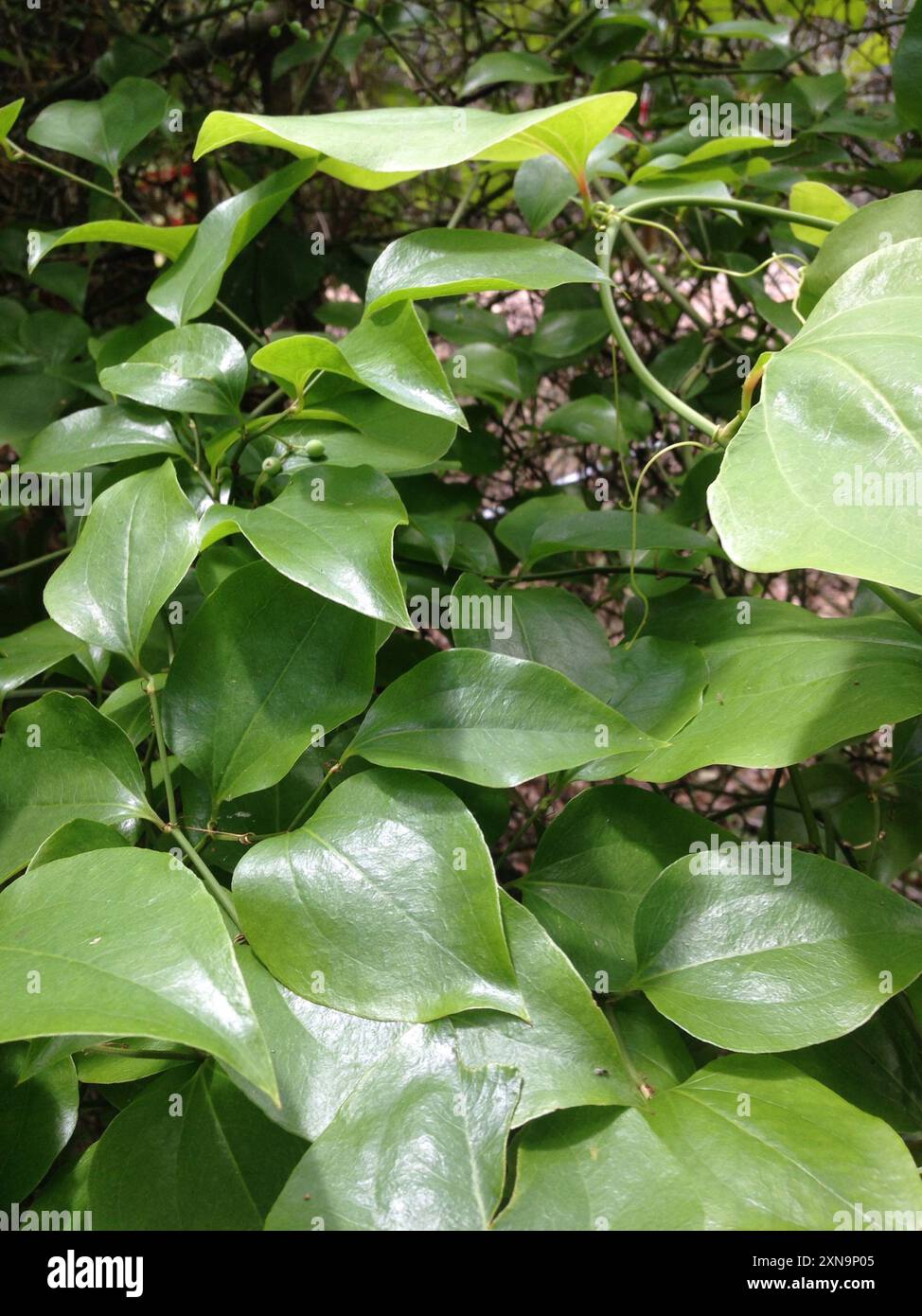 roundleaf greenbrier (Smilax rotundifolia) Plantae Stock Photo - Alamy