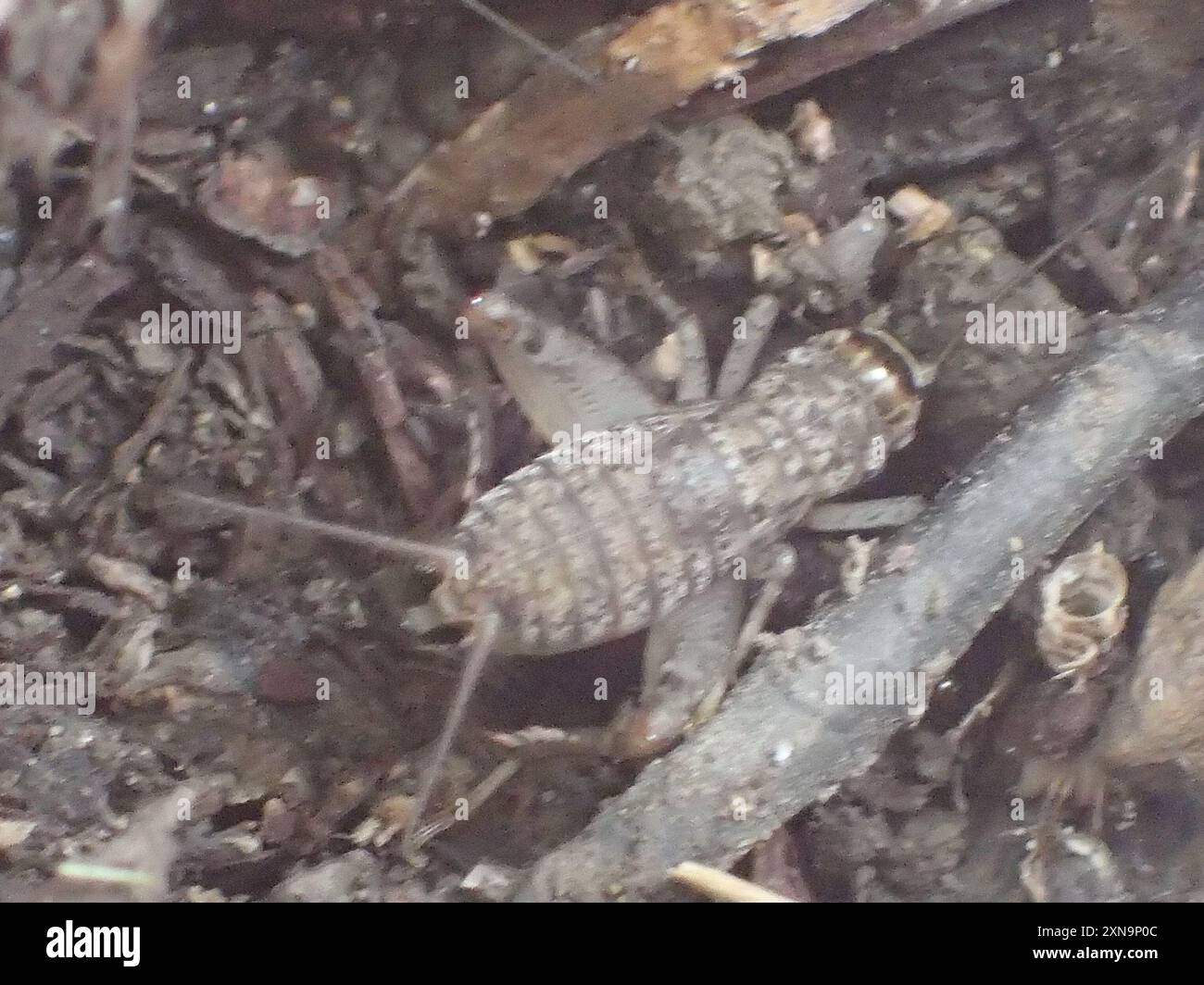 Japanese Burrowing Cricket (Velarifictorus micado) Insecta Stock Photo ...
