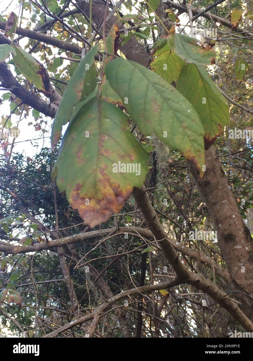 box elder (Acer negundo) Plantae Stock Photo - Alamy