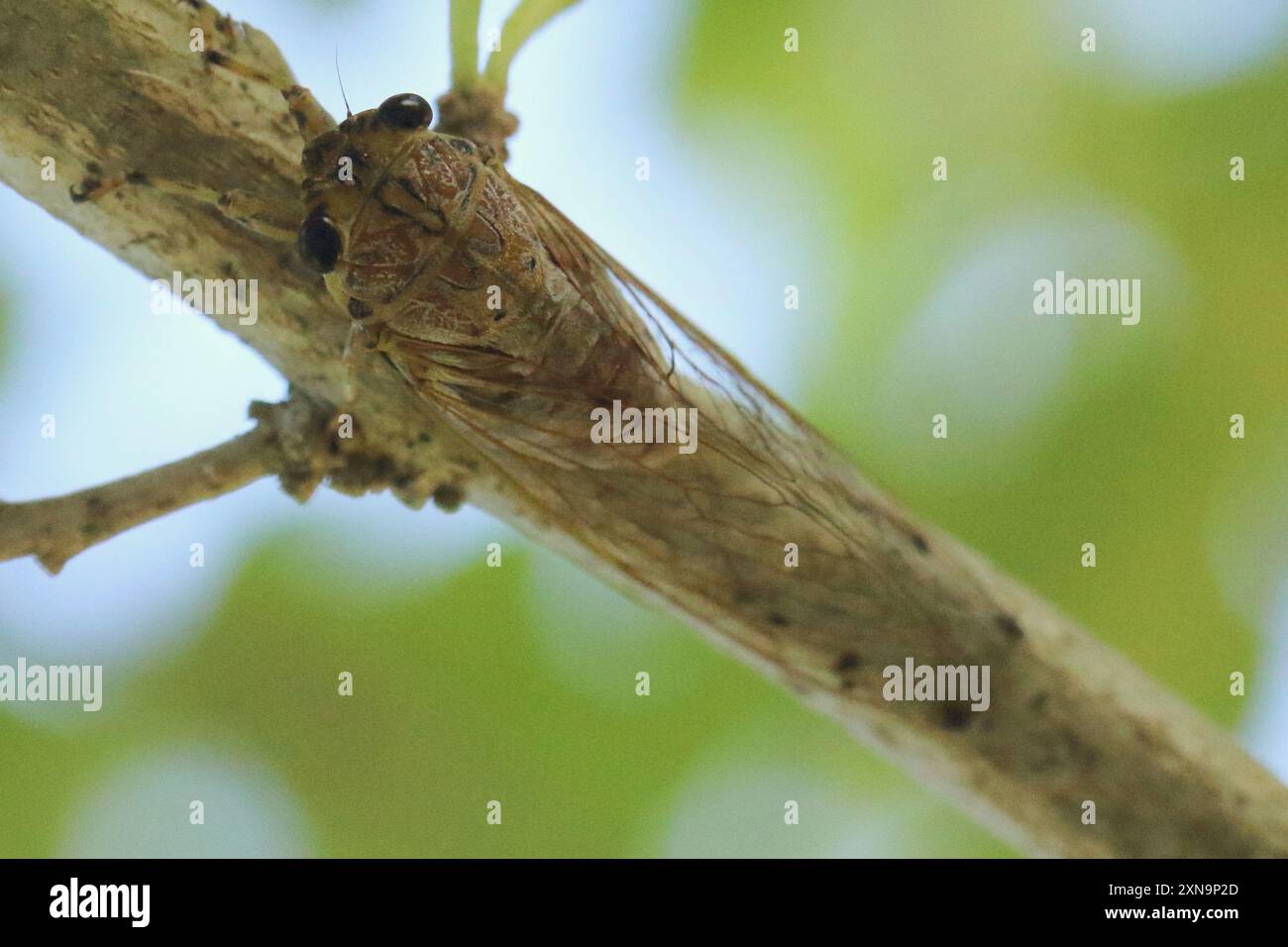 Brown Bunyip (Tamasa tristigma) Insecta Stock Photo - Alamy