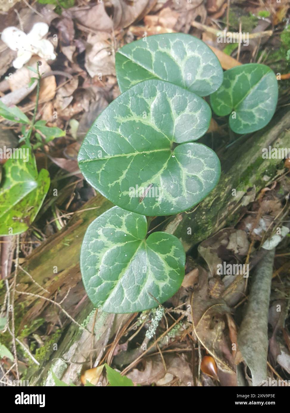 little heartleaf (Asarum minus) Plantae Stock Photo - Alamy