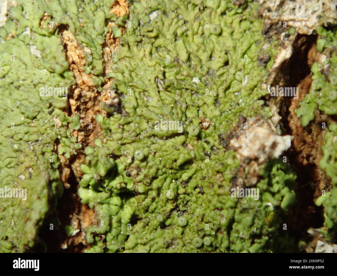 Smooth Shadow-crust Lichen (Hyperphyscia syncolla) Fungi Stock Photo ...