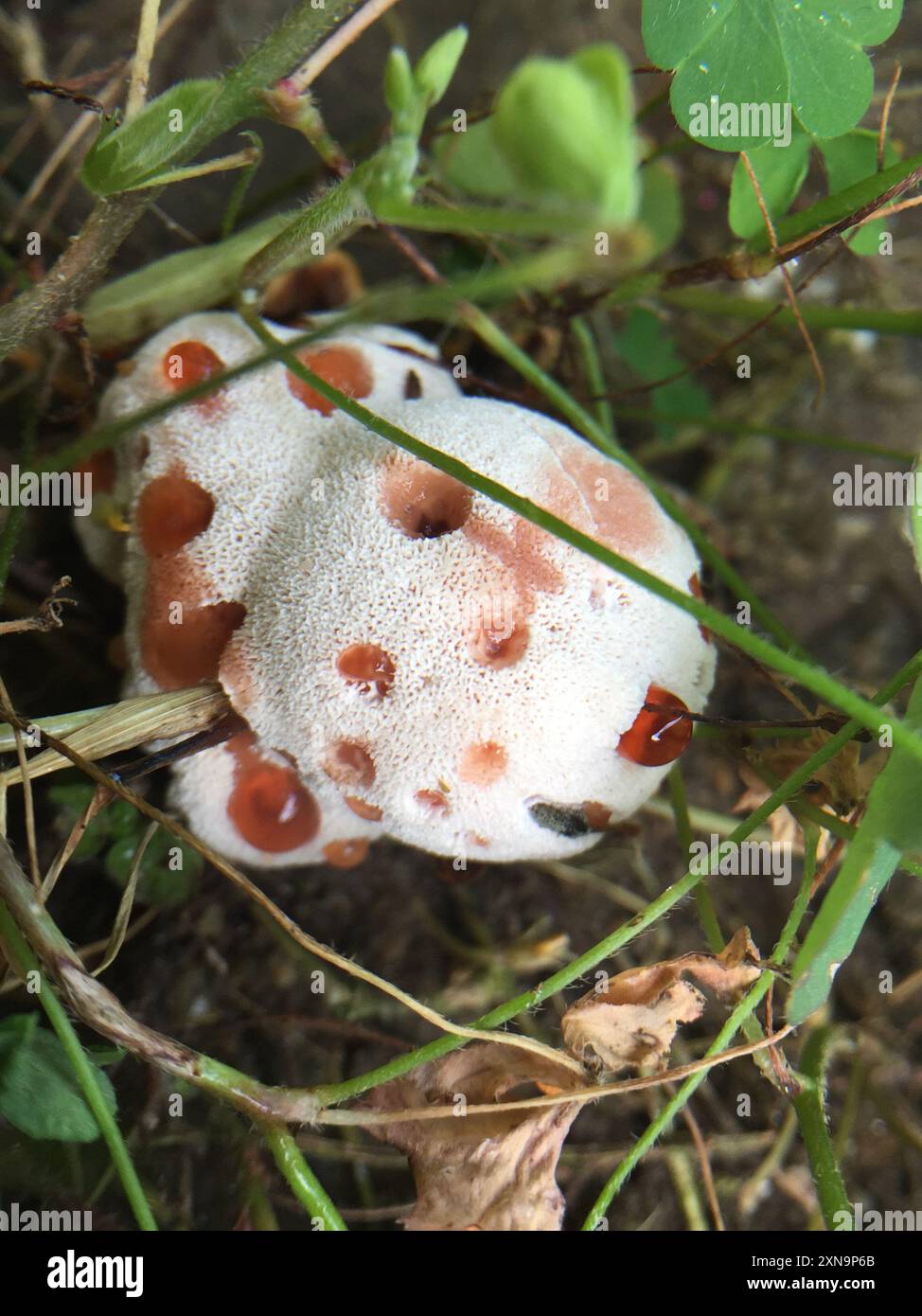 Blushing Rosette (Abortiporus biennis) Fungi Stock Photo - Alamy
