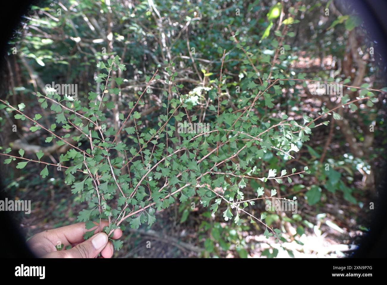 (Turraea obovata) Plantae Stock Photo - Alamy