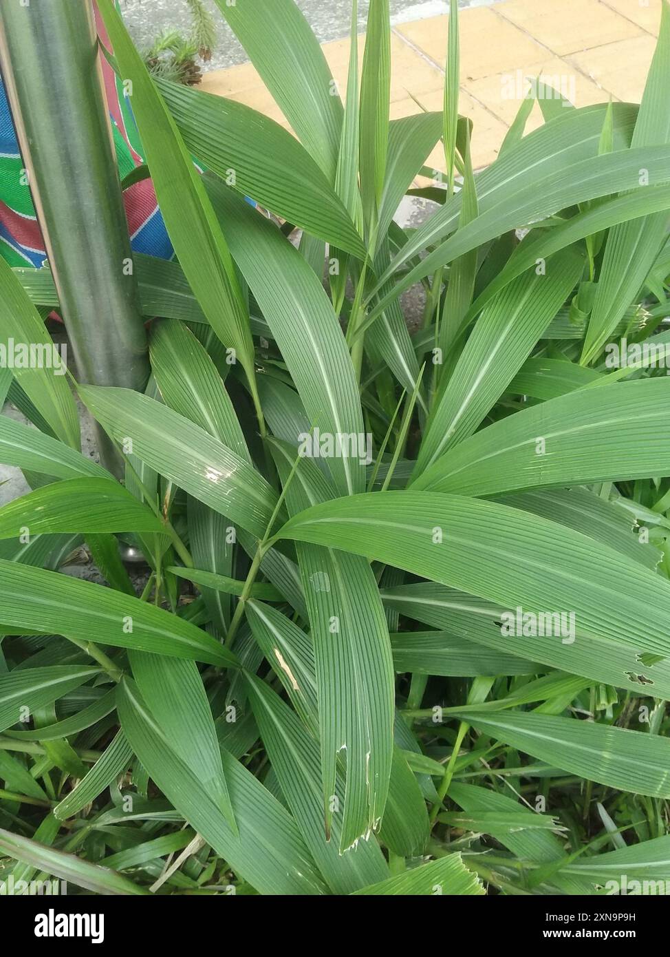 Setaria palmifolia hi-res stock photography and images - Alamy