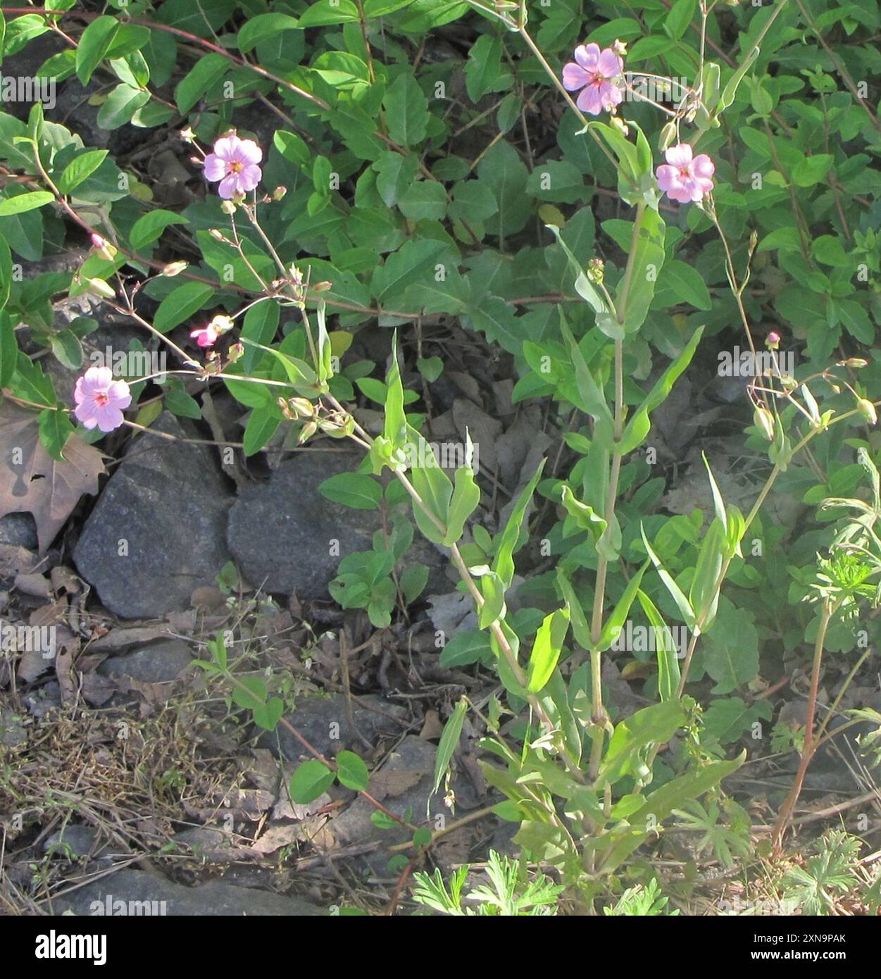 Gypsophila vaccaria hi-res stock photography and images - Alamy