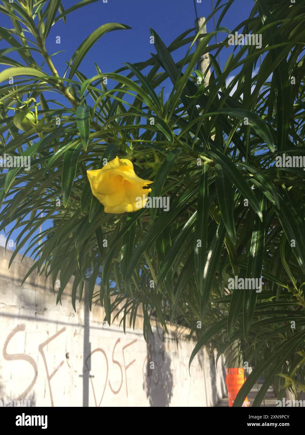 Be-still tree (Cascabela thevetia) Plantae Stock Photo - Alamy