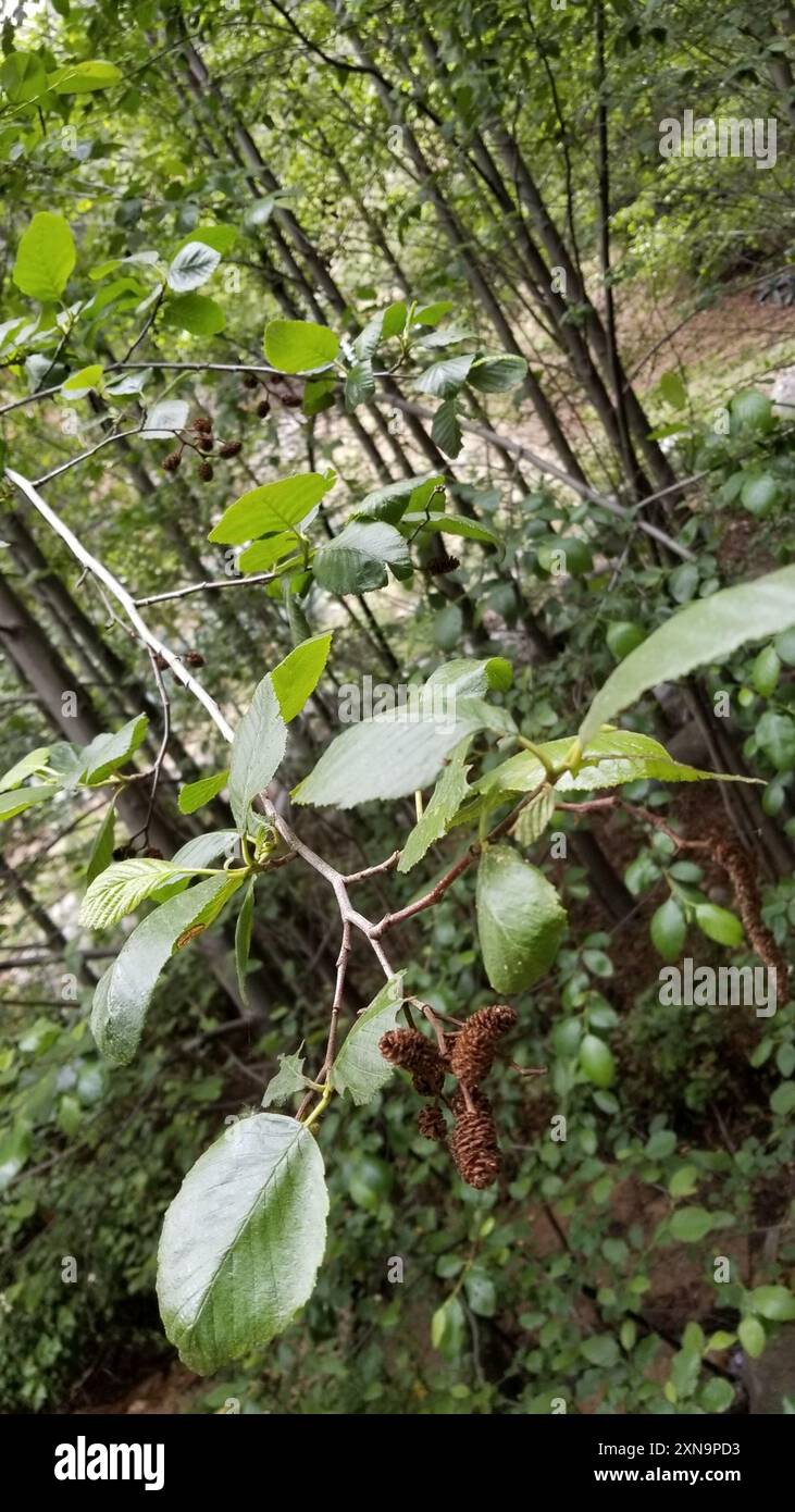 white alder (Alnus rhombifolia) Plantae Stock Photo - Alamy